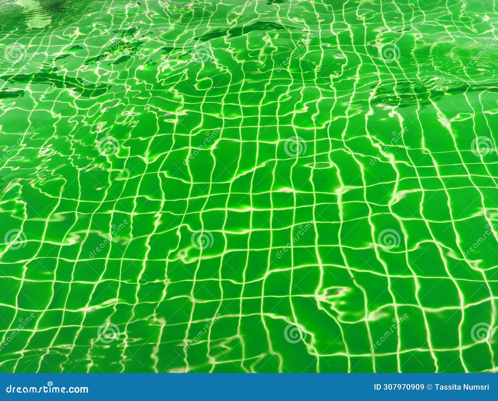 Green Swimming Pool Water with Tiles and Palm Tree Shadow Stock Image ...
