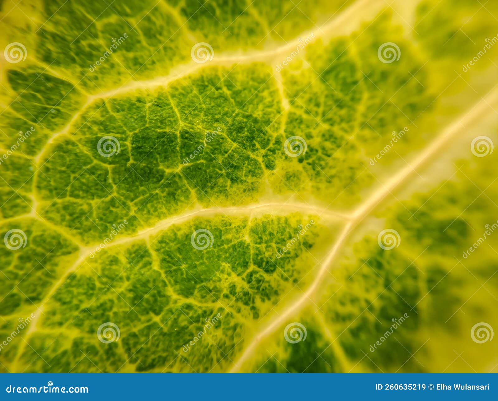 Green Swiss Chard Leaf Texture with Yellow Stalks Suitable for ...