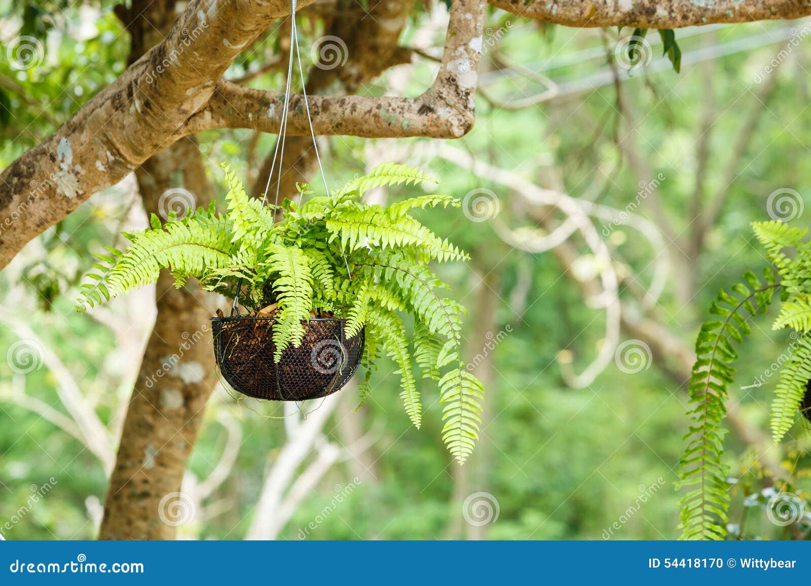 Green Sword Fern Under Tree Stock Photo - Image of botanical, olive ...