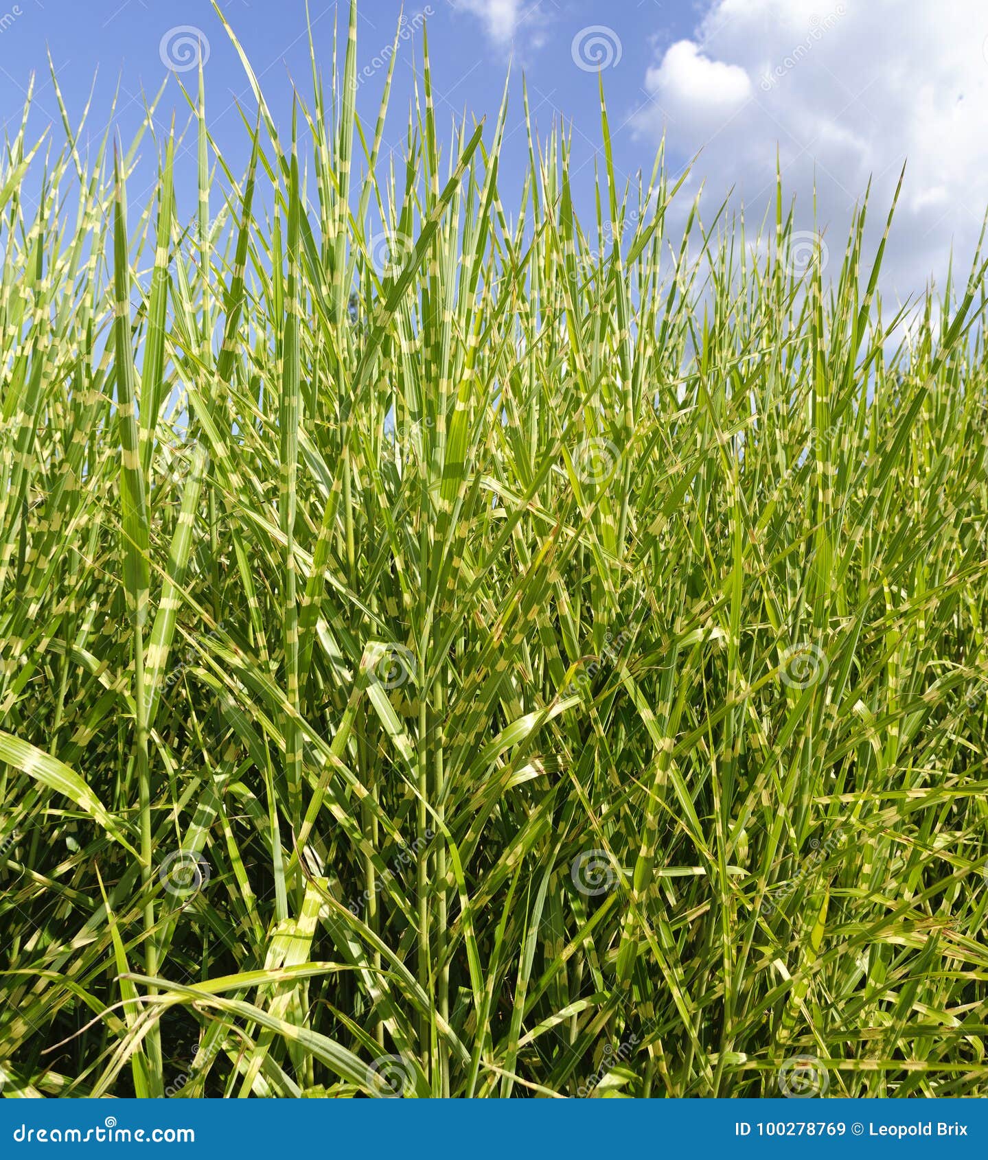 Green sword grass stock image. Image of energy, decoration - 100278769