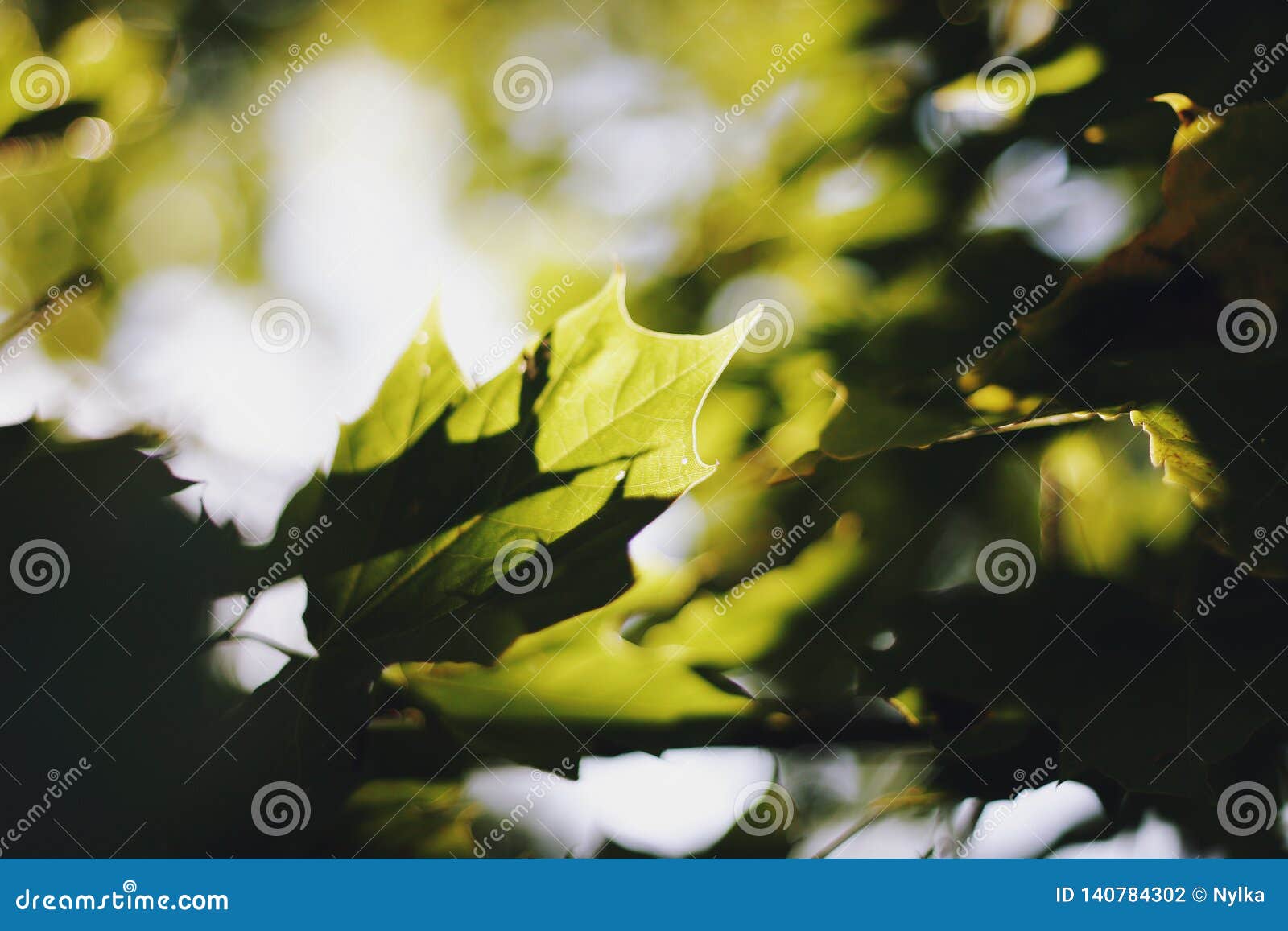 Sycamore Tree Leaves in Sun Rays Stock Photo - Image of tree, nature ...