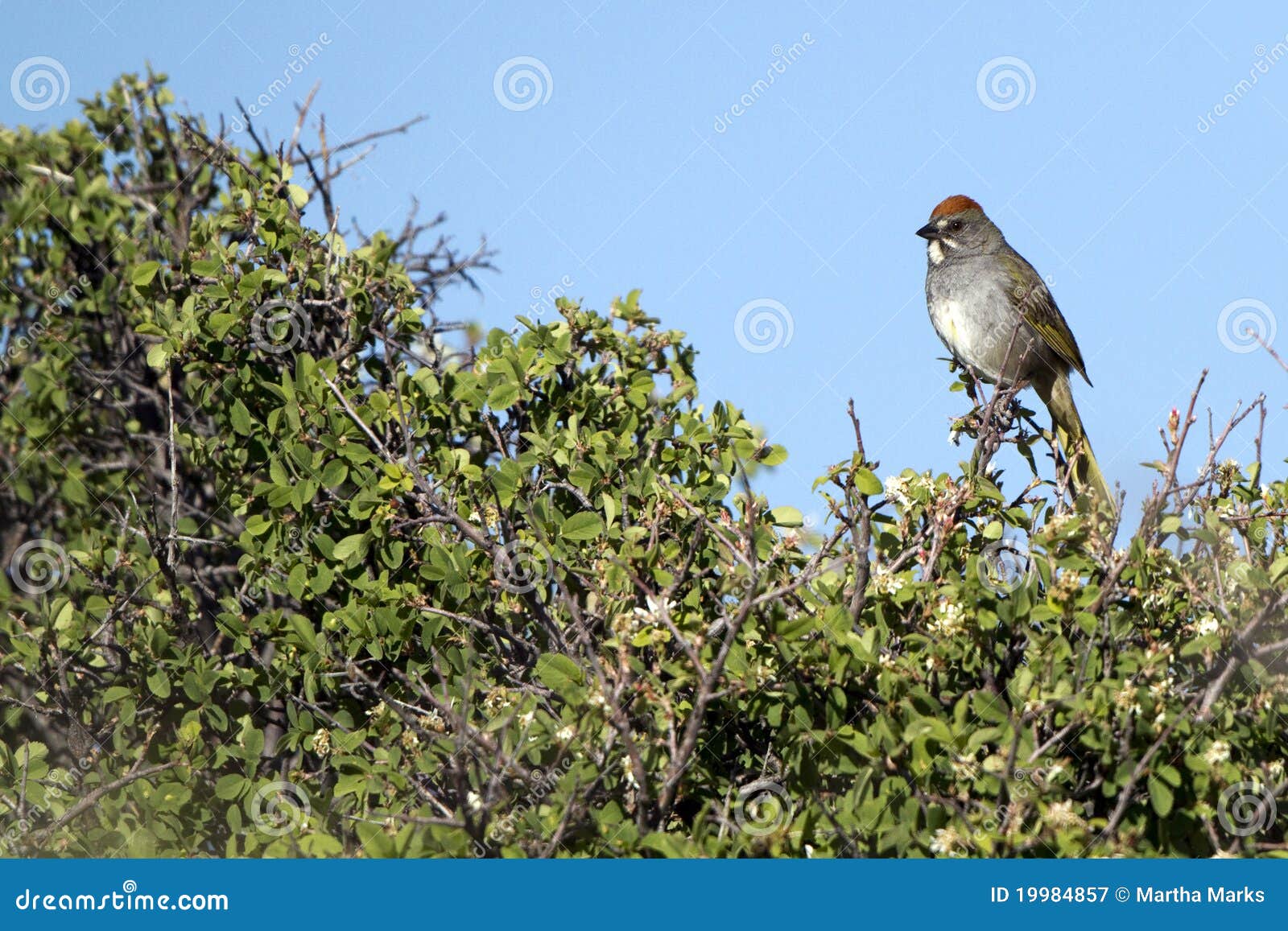 Green-tailed Towhee, Pipilo Chlorurus Stock Image - Image of leaf ...