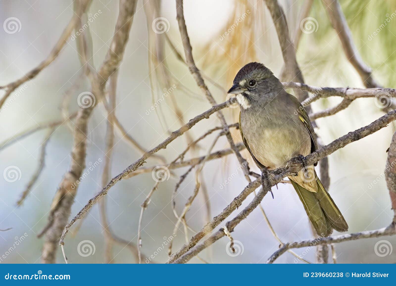 Green-tailed Towhee, Pipilo Chlorurus, Perched in a Tree Stock Photo ...