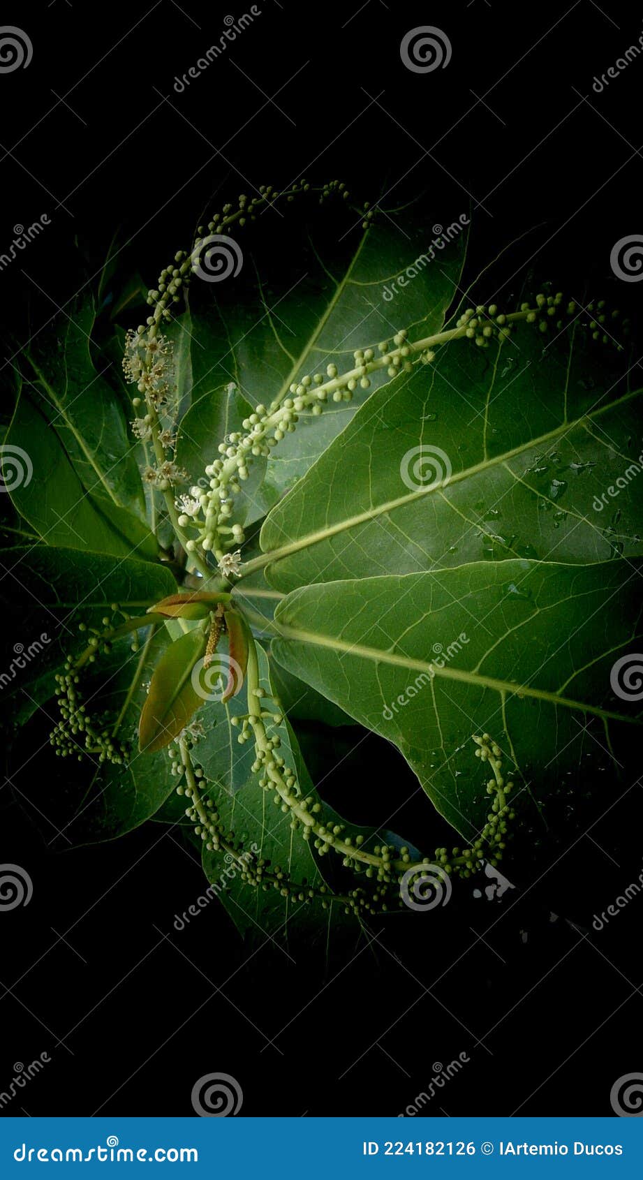 Green talisay flowet stock photo. Image of forest, nature - 224182126