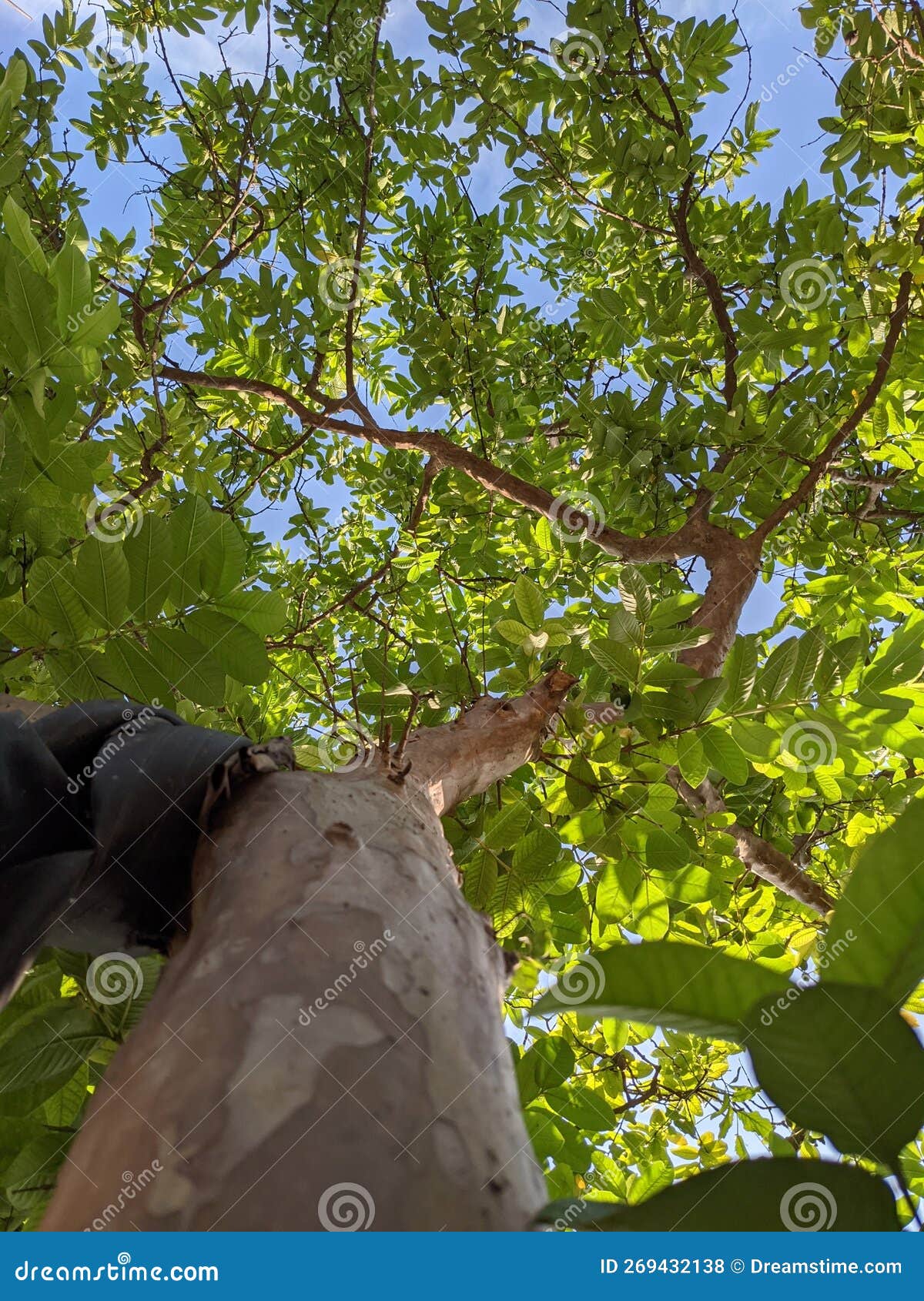 Green tall guava tree stock photo. Image of green, guavatree - 269432138