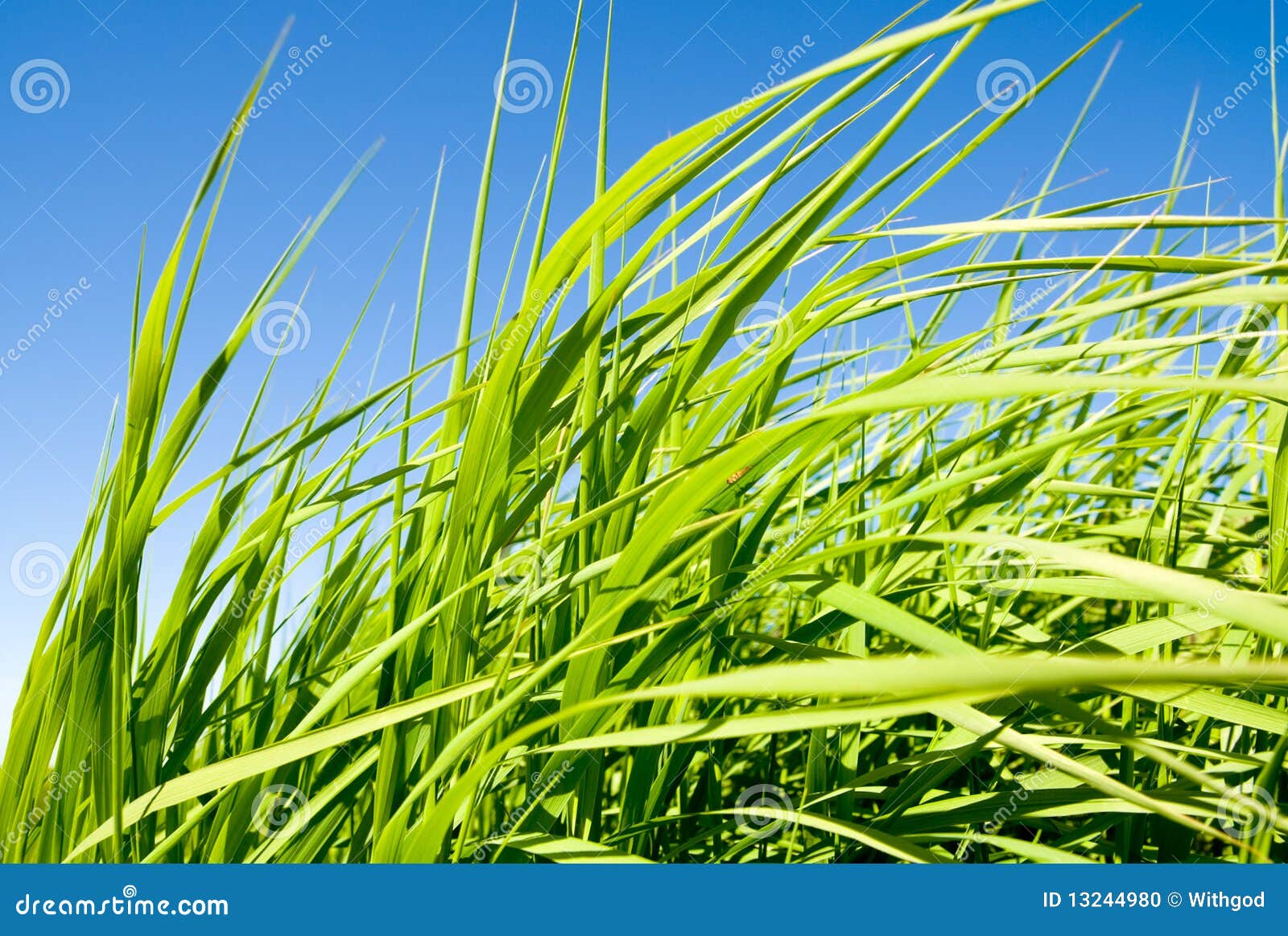 Green tallgrass stock photo. Image of breeze, green, wind - 13244980