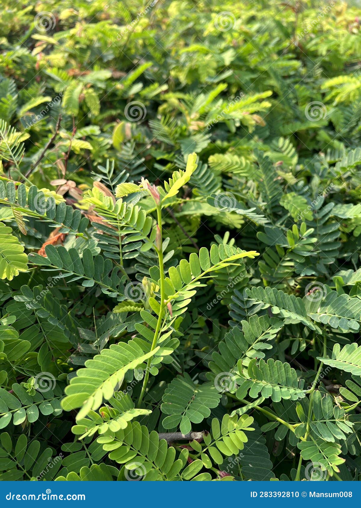 Tamarind With Tamarind Leaves And Hand Drawn Of Tamarind Design For ...