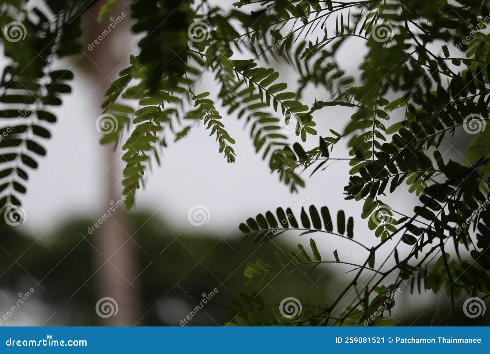 Green Tamarind Leaves Selectable Focus Blur Nature Background Stock ...