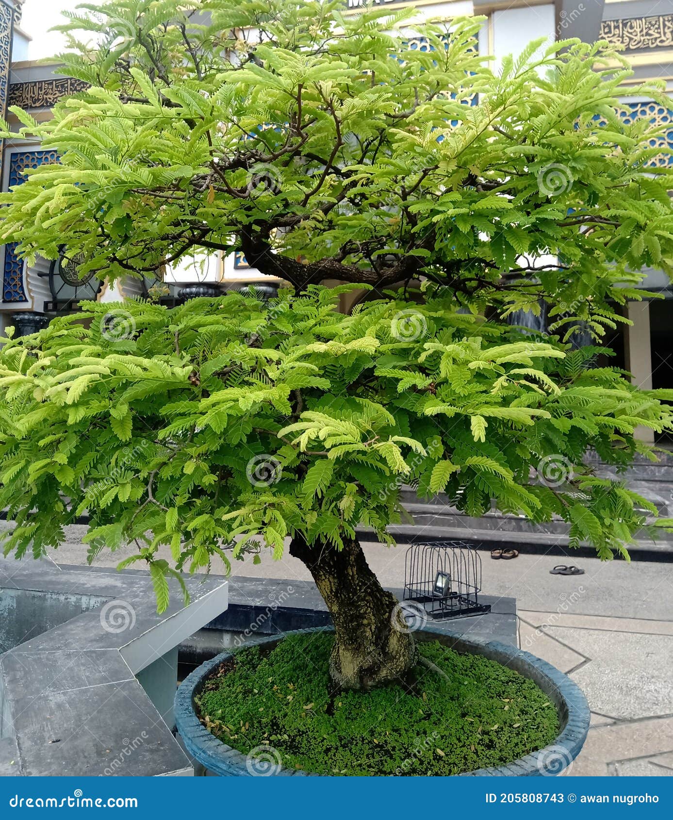 The Green Tamarind Tree in Front of Mosque Stock Image - Image of front ...