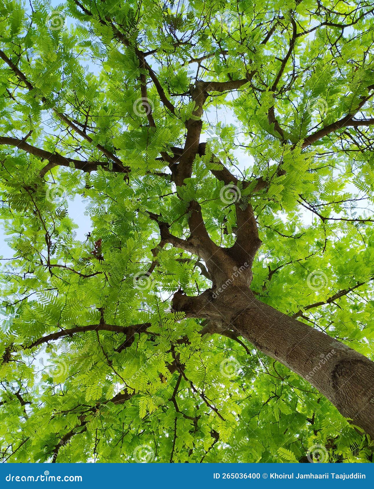Green tamarine tree stock photo. Image of tree, vegetations - 265036400