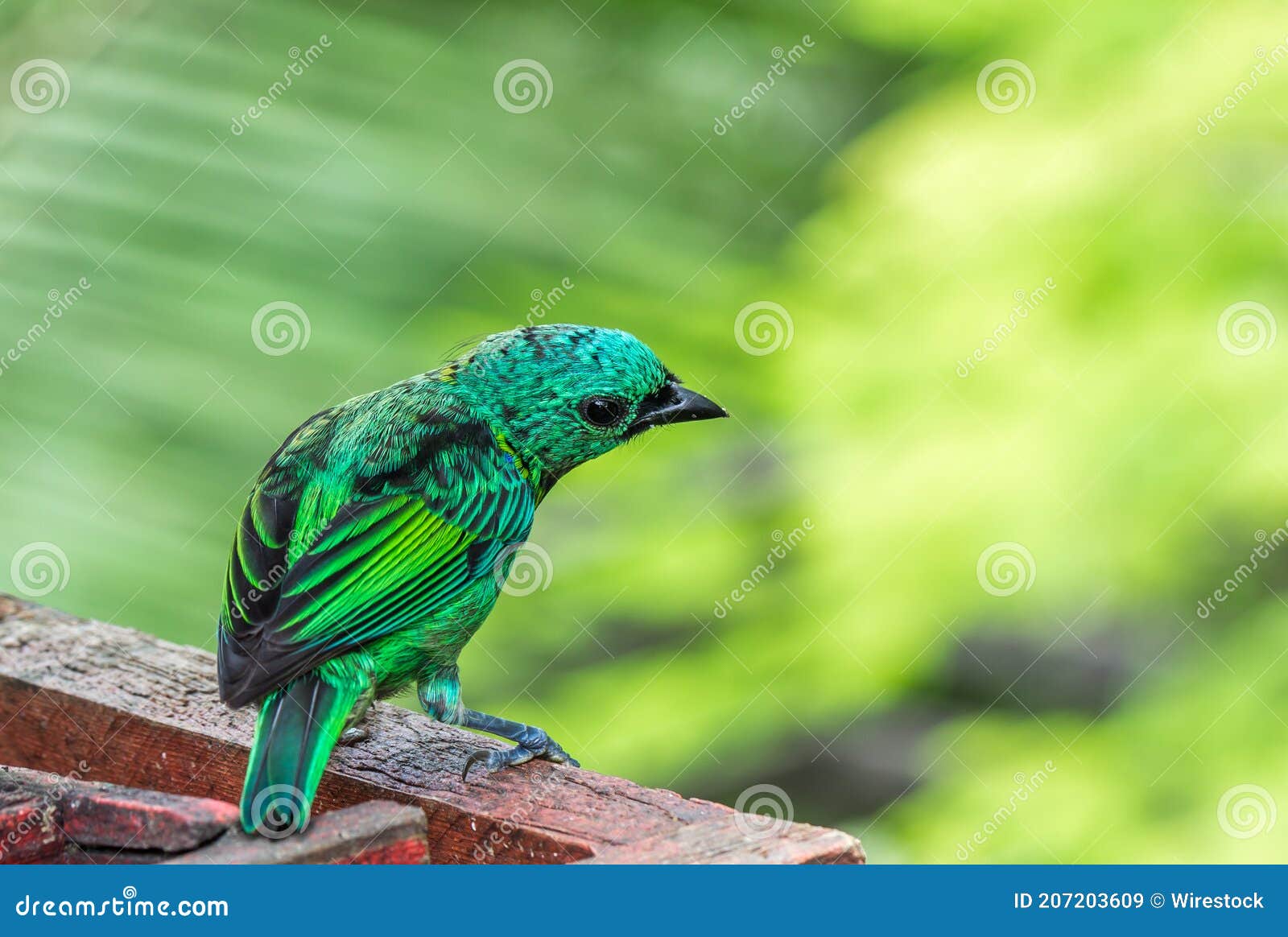 Green Tanager Bird on a Wooden Surface in a Natural Environment Stock ...