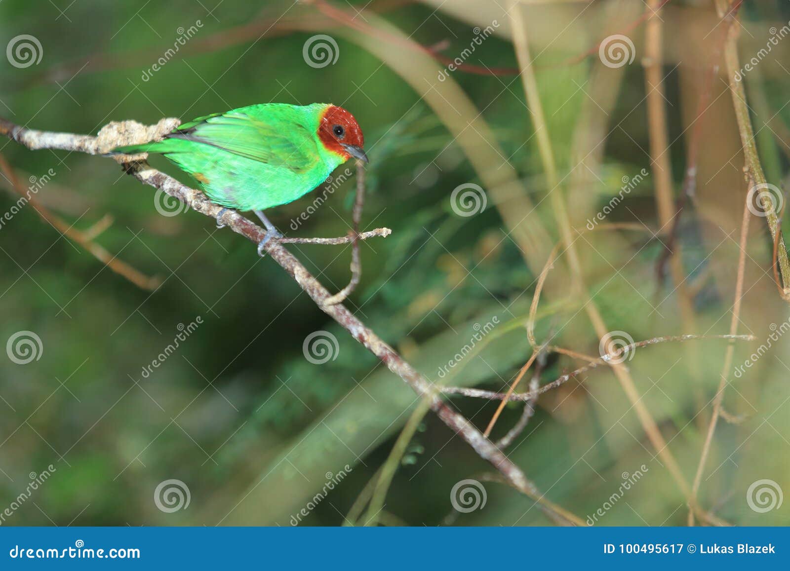 Green tanager stock image. Image of tanager, bird, tree - 100495617