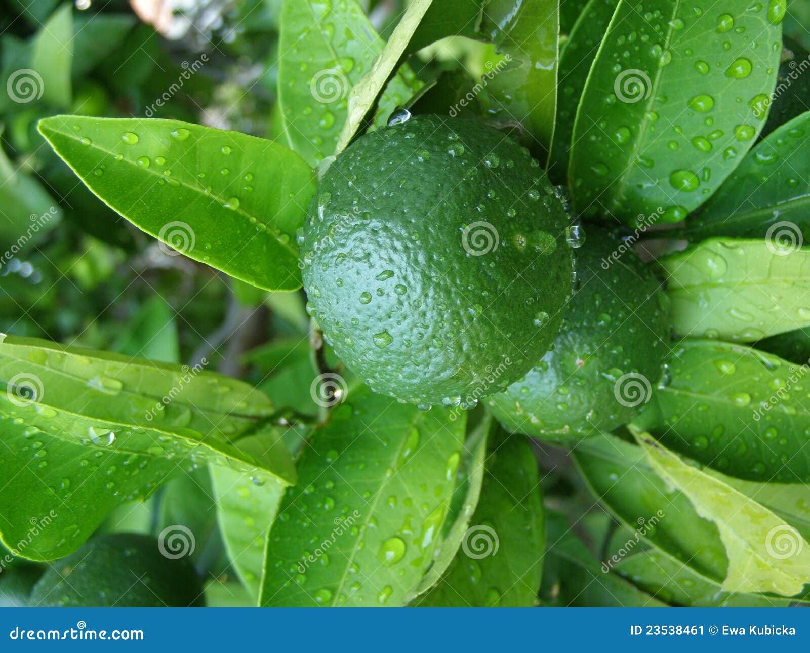 Green Tangerine stock image. Image of natural, drop, water - 23538461