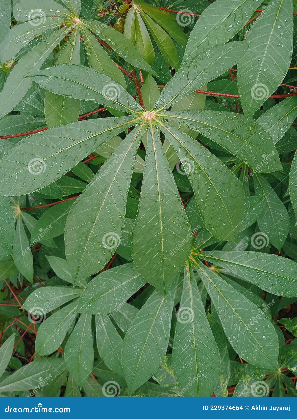 Green Tapioca Leaves in the Garden Stock Photo - Image of green, kerala ...