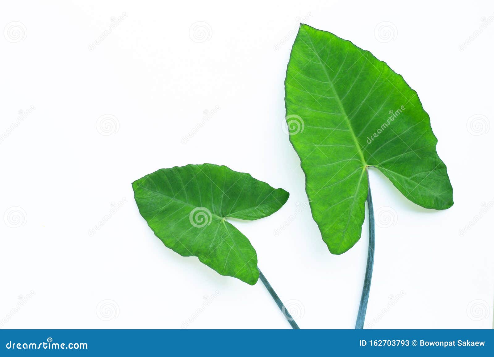 Taro Leaves With Water Splash Stock Photo | CartoonDealer.com #205497888