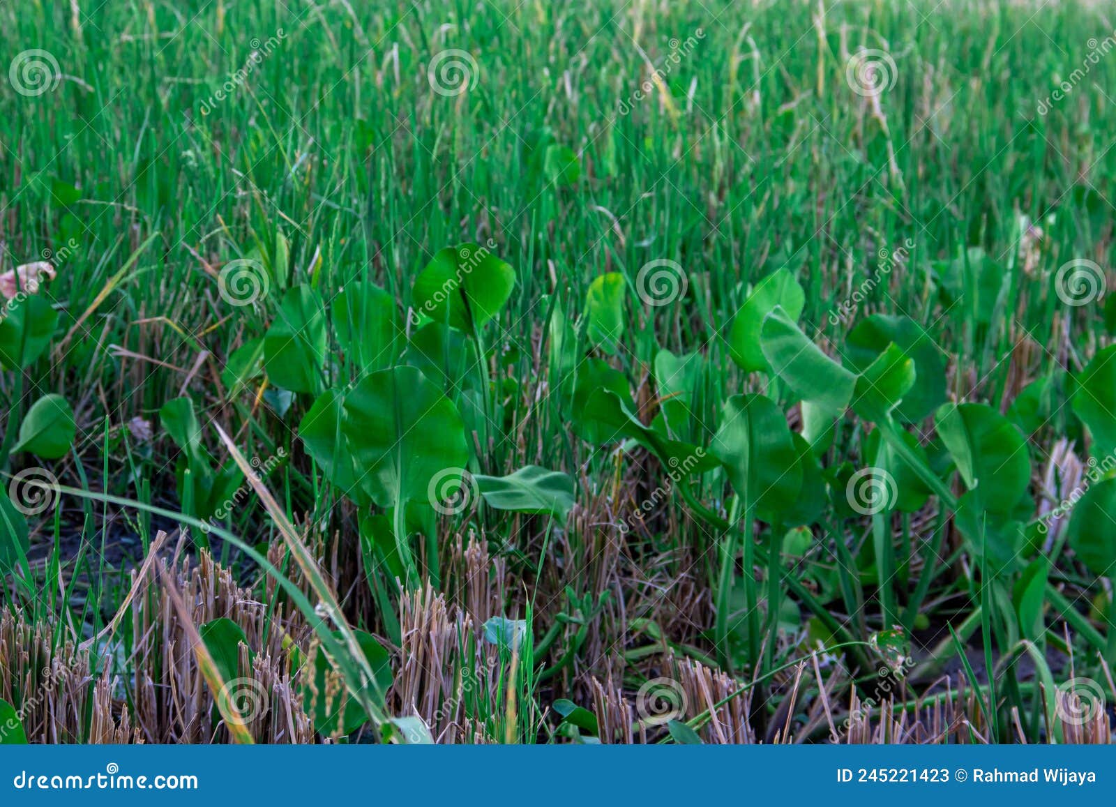 Green Taro Plant Growing in the Swamp Stock Image - Image of wetland ...