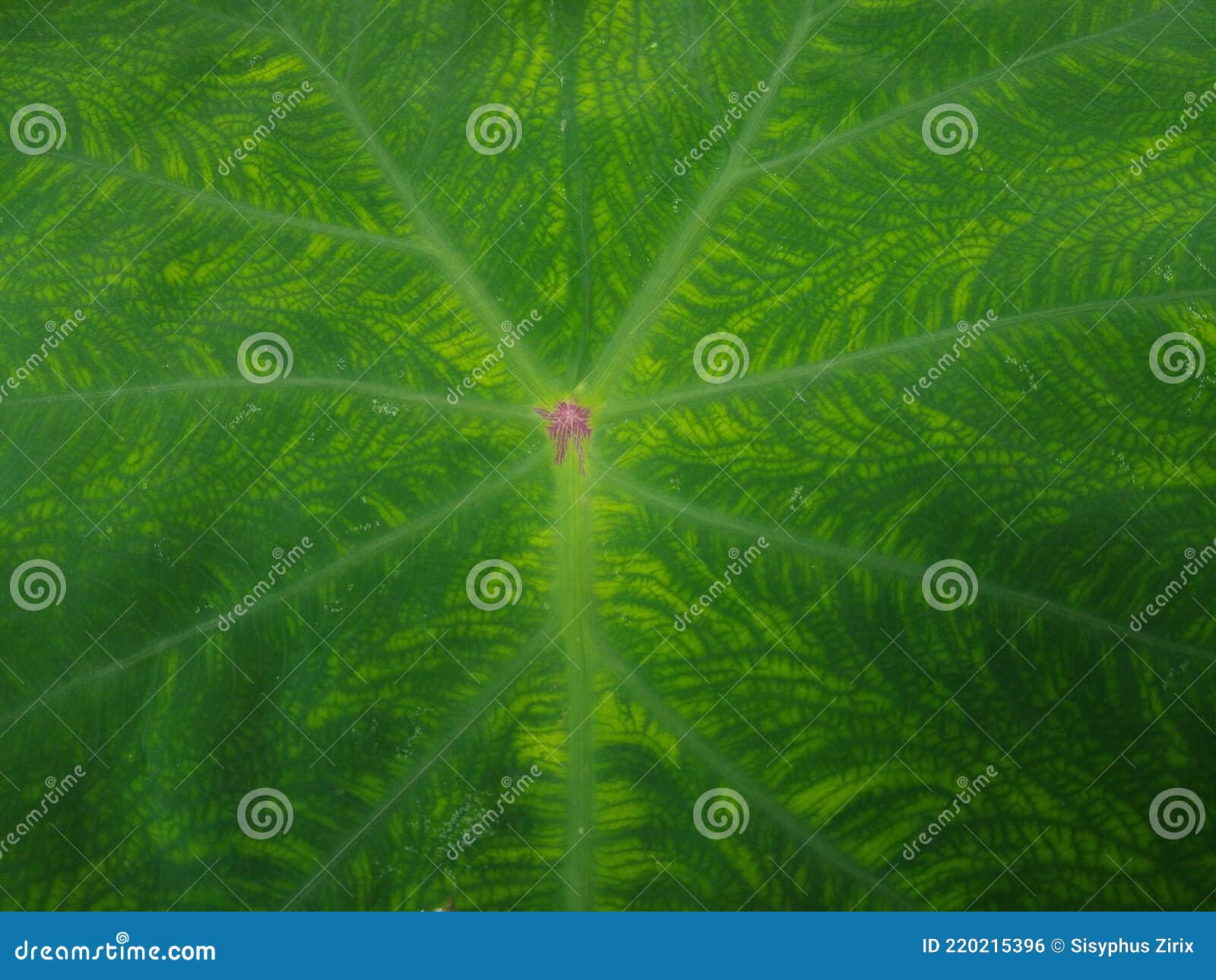 Green Taro Plant Leaf Texture Stock Photo - Image of grass, texture ...