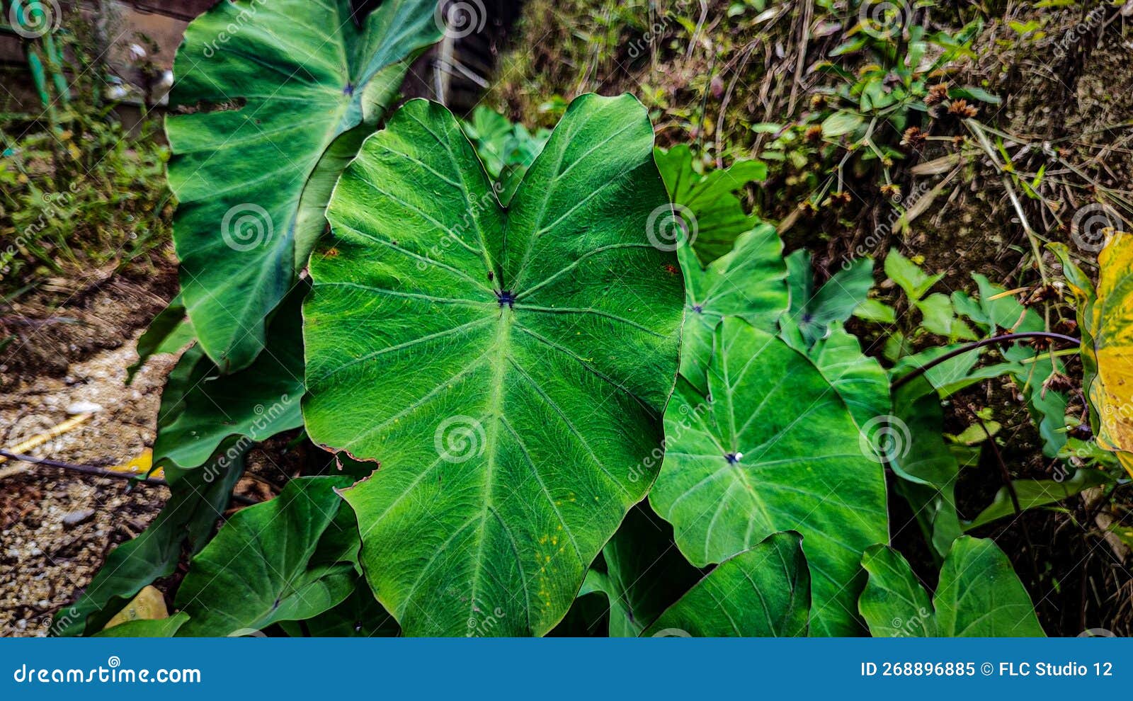 Green Taro Tree stock image. Image of plant, talas, tree - 268896885