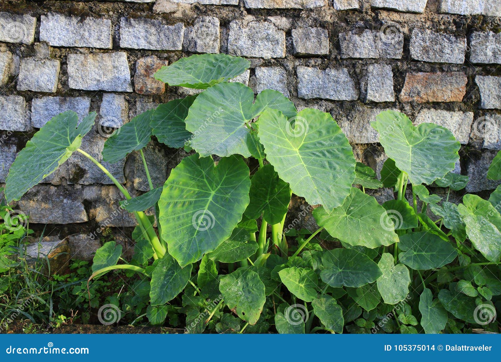 Green Taro Tree in Sunlight Stock Photo - Image of culture, colorful ...