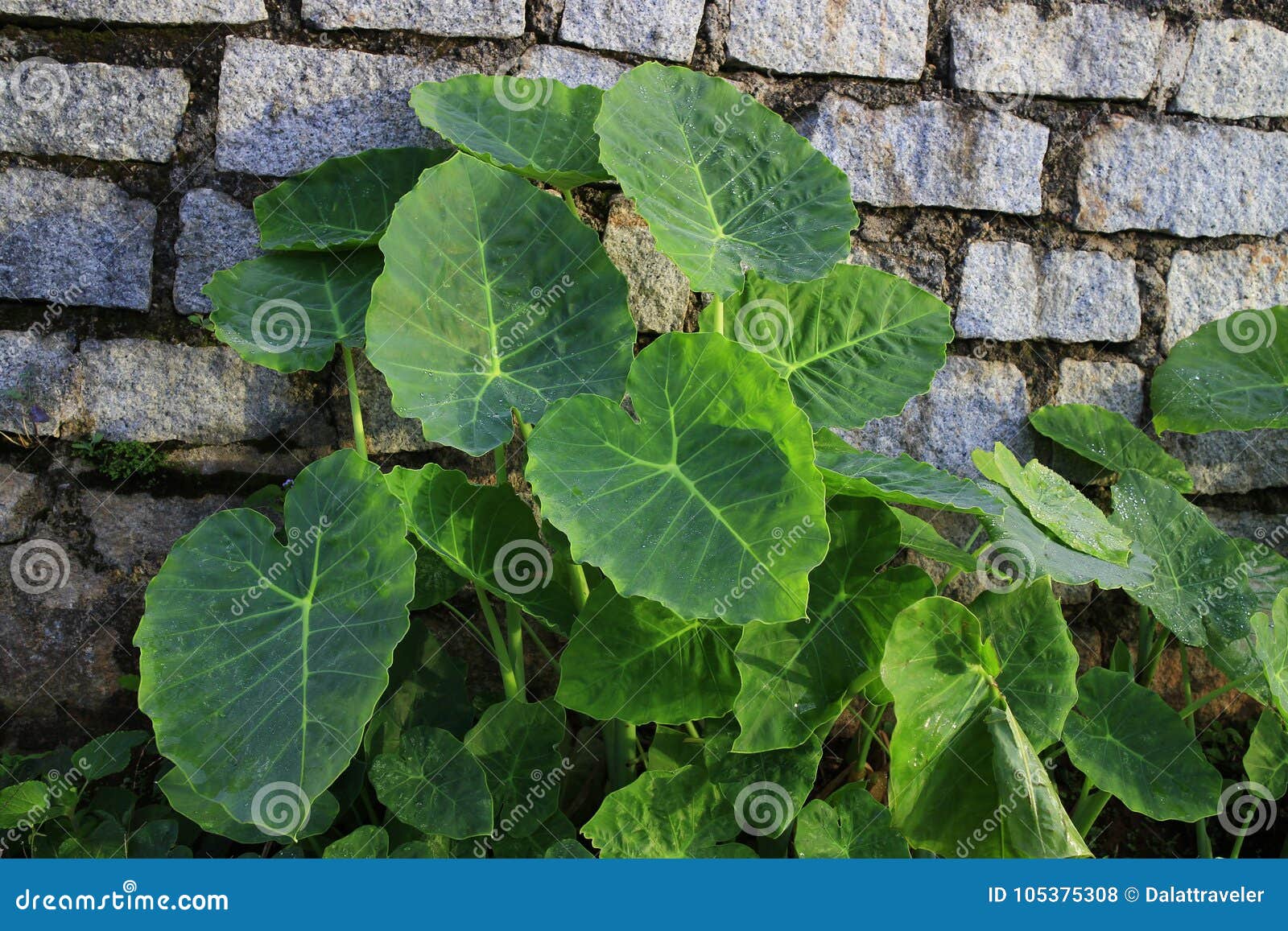 Green Taro Tree in Sunlight Stock Photo - Image of bright, group: 105375308