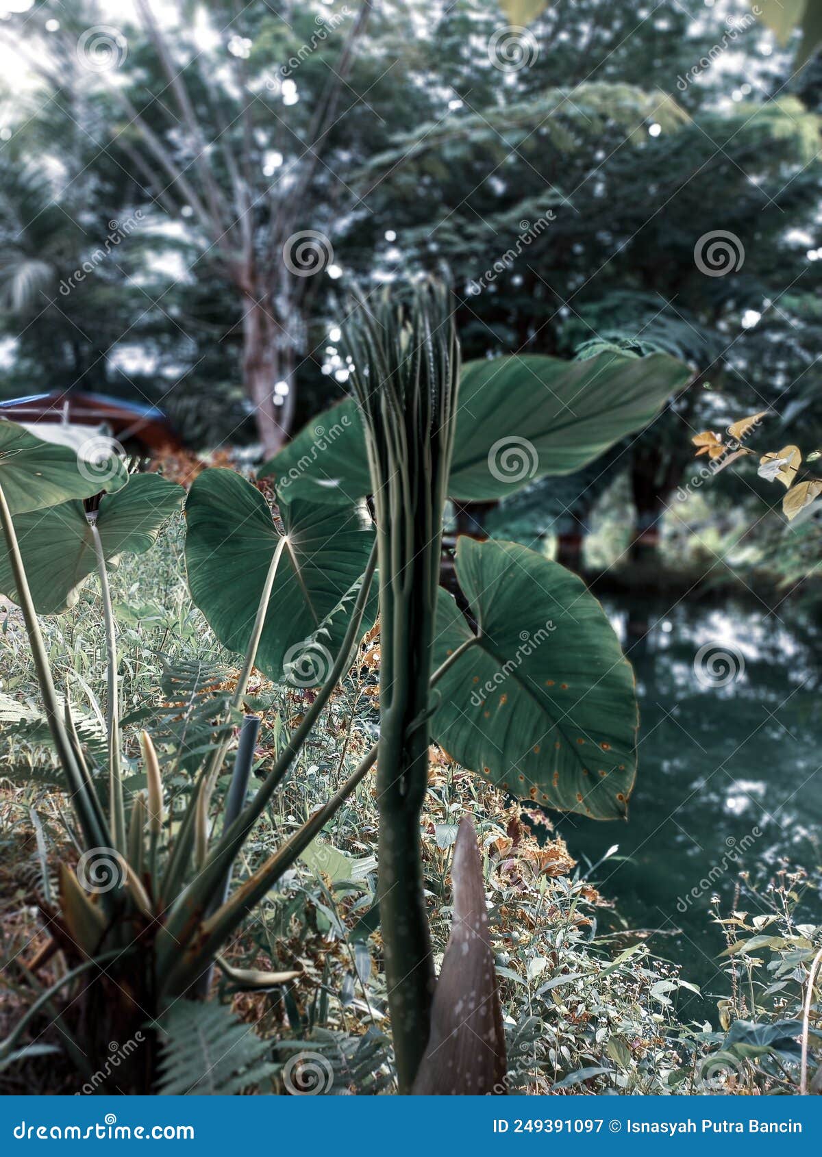 Green Taro Tree on the Water Stock Image - Image of subulussalam, water ...