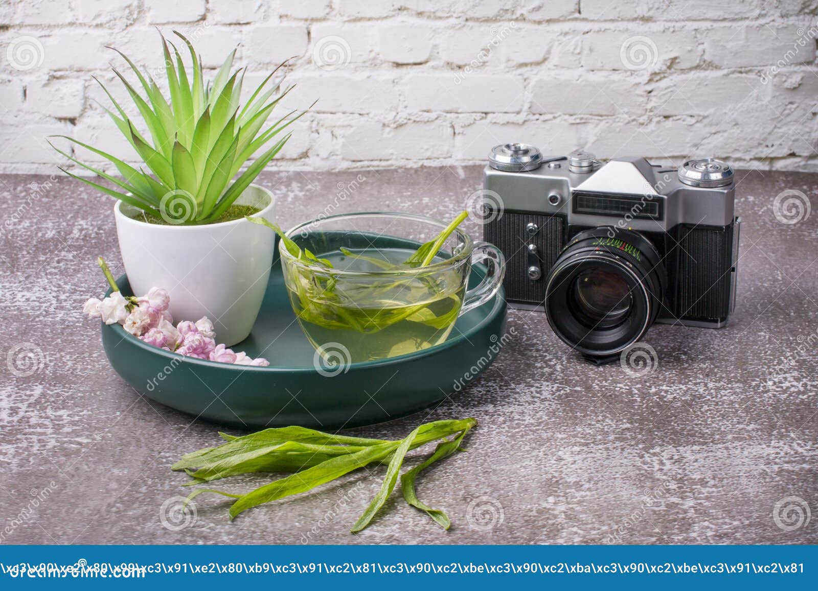 Green tarragon tea. stock photo. Image of medicinal - 184884708