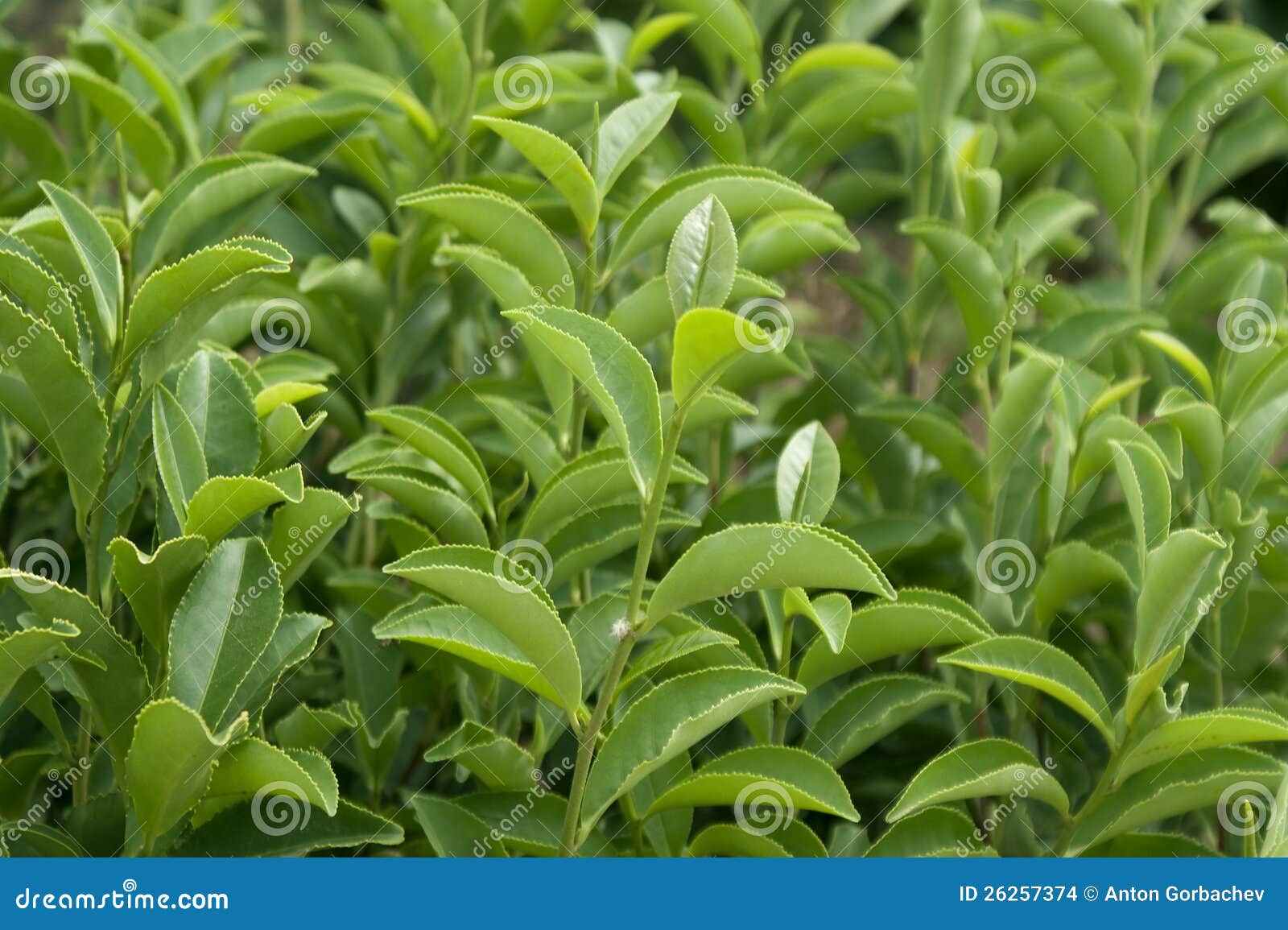 Green tea stock photo. Image of branch, bush, leaf, sunny - 26257374