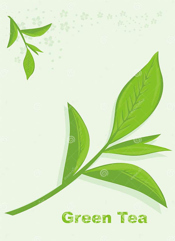 Green Tea stock vector. Illustration of aromatic, aroma - 8141832