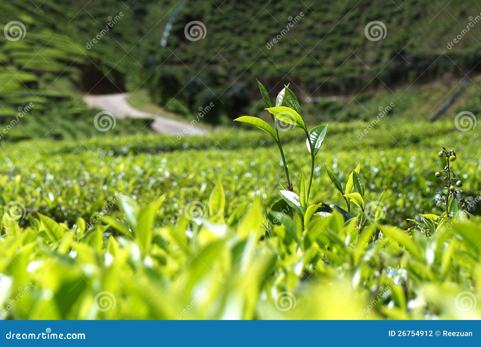 Green tea bud stock photo. Image of location, fresh, light - 26754912