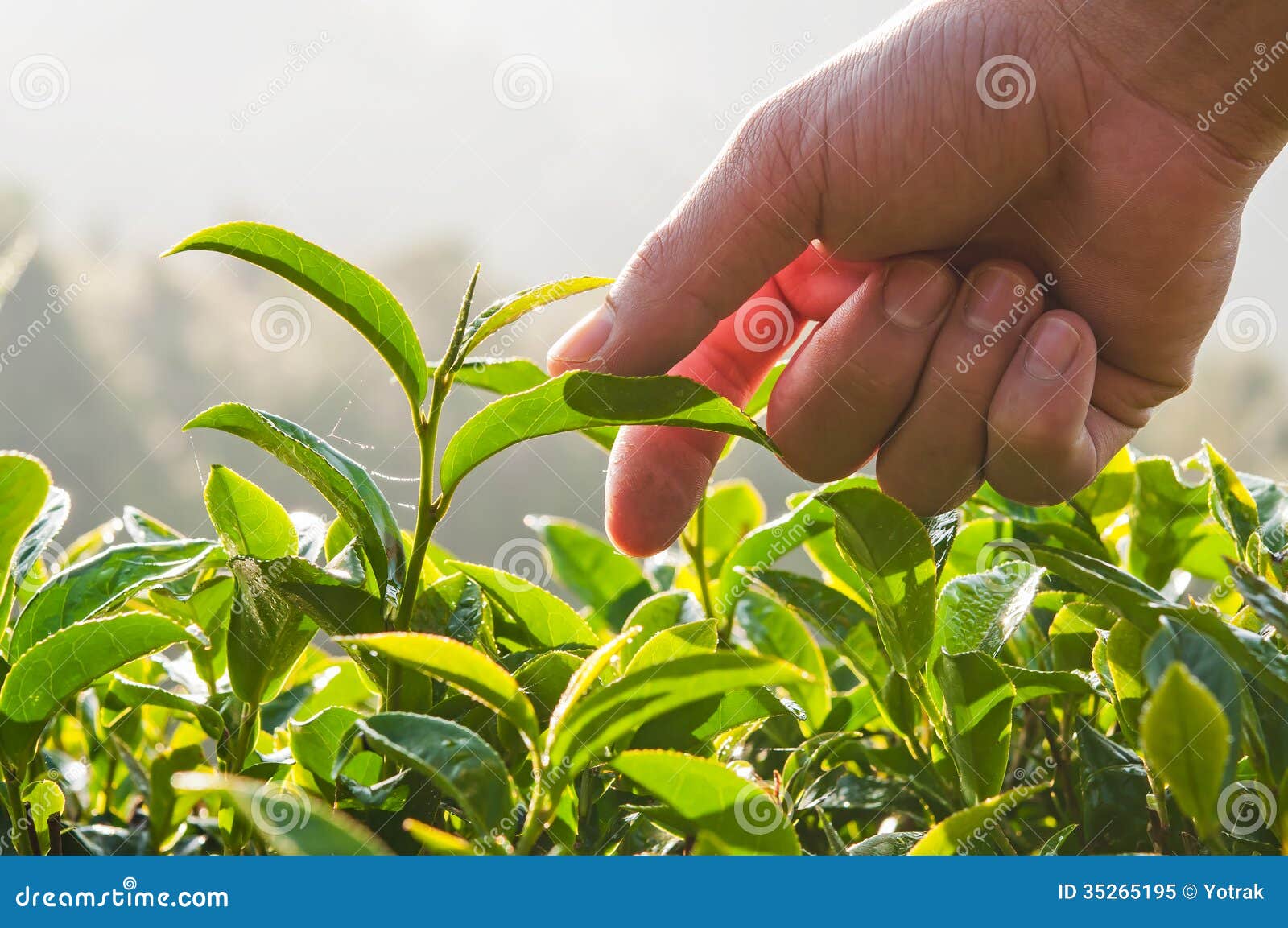 Green Tea Bud and Fresh Leaves Stock Image - Image of beautiful ...