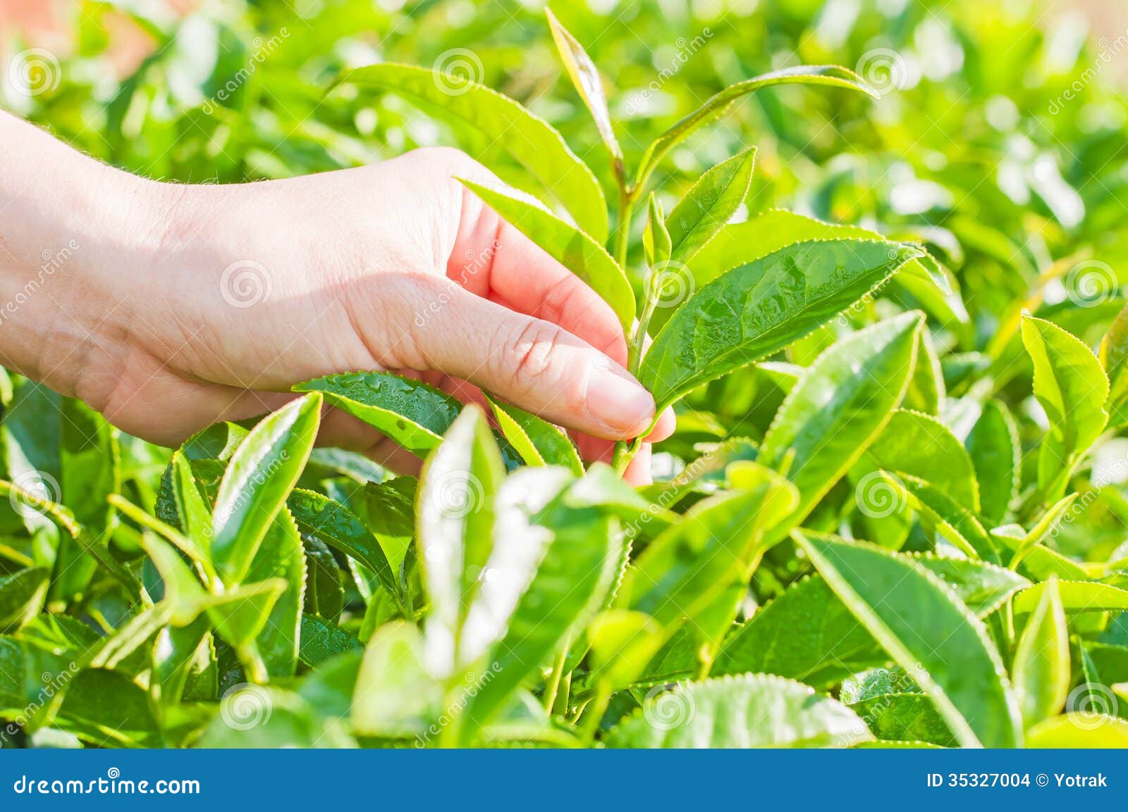 Green Tea Bud and Fresh Leaves Stock Photo - Image of field, india ...
