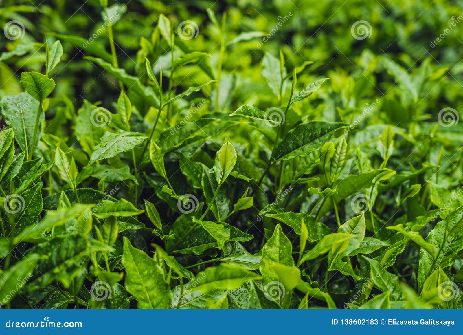 Green Tea Bud and Fresh Leaves. Tea Plantations Stock Image - Image of ...