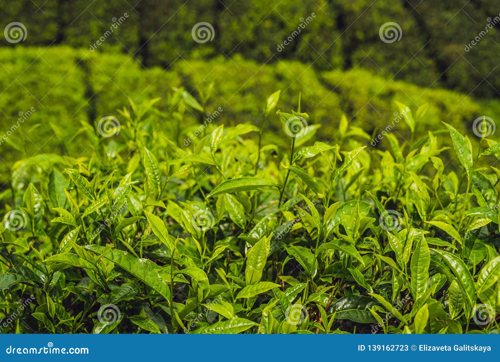 Green Tea Bud and Fresh Leaves. Tea Plantations Stock Image - Image of ...