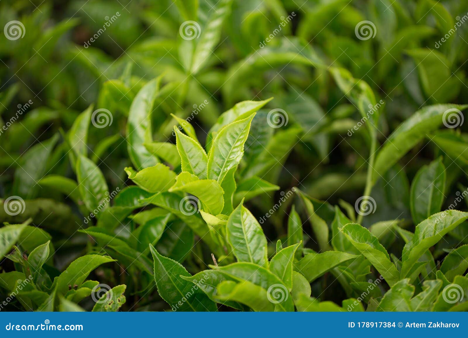 Green Tea Bud and Fresh Leaves. Tea Plantations. Stock Photo - Image of ...