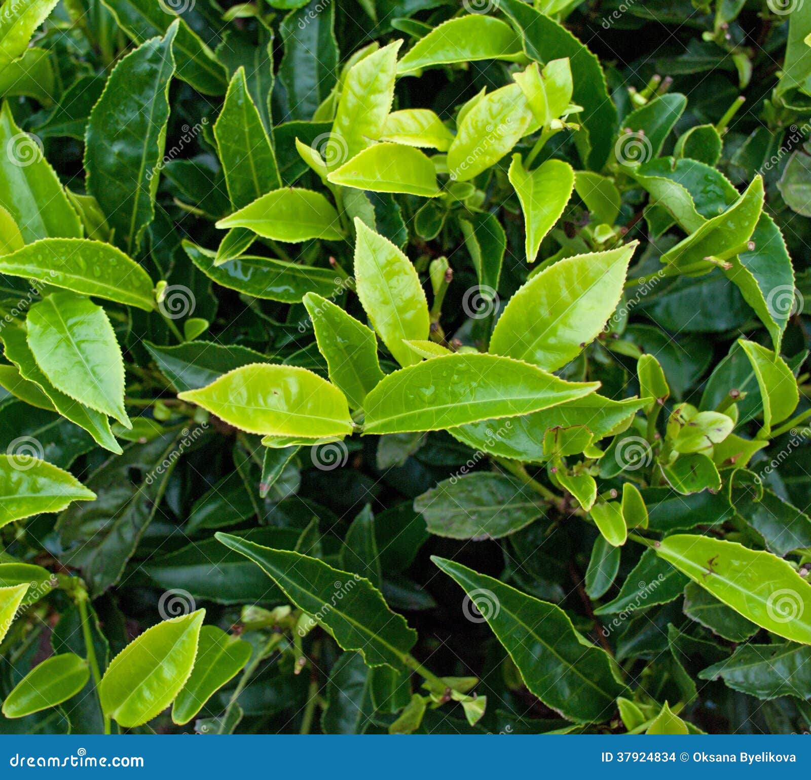 Green Tea Bud and Fresh Leaves Stock Photo - Image of light, farm: 37924834