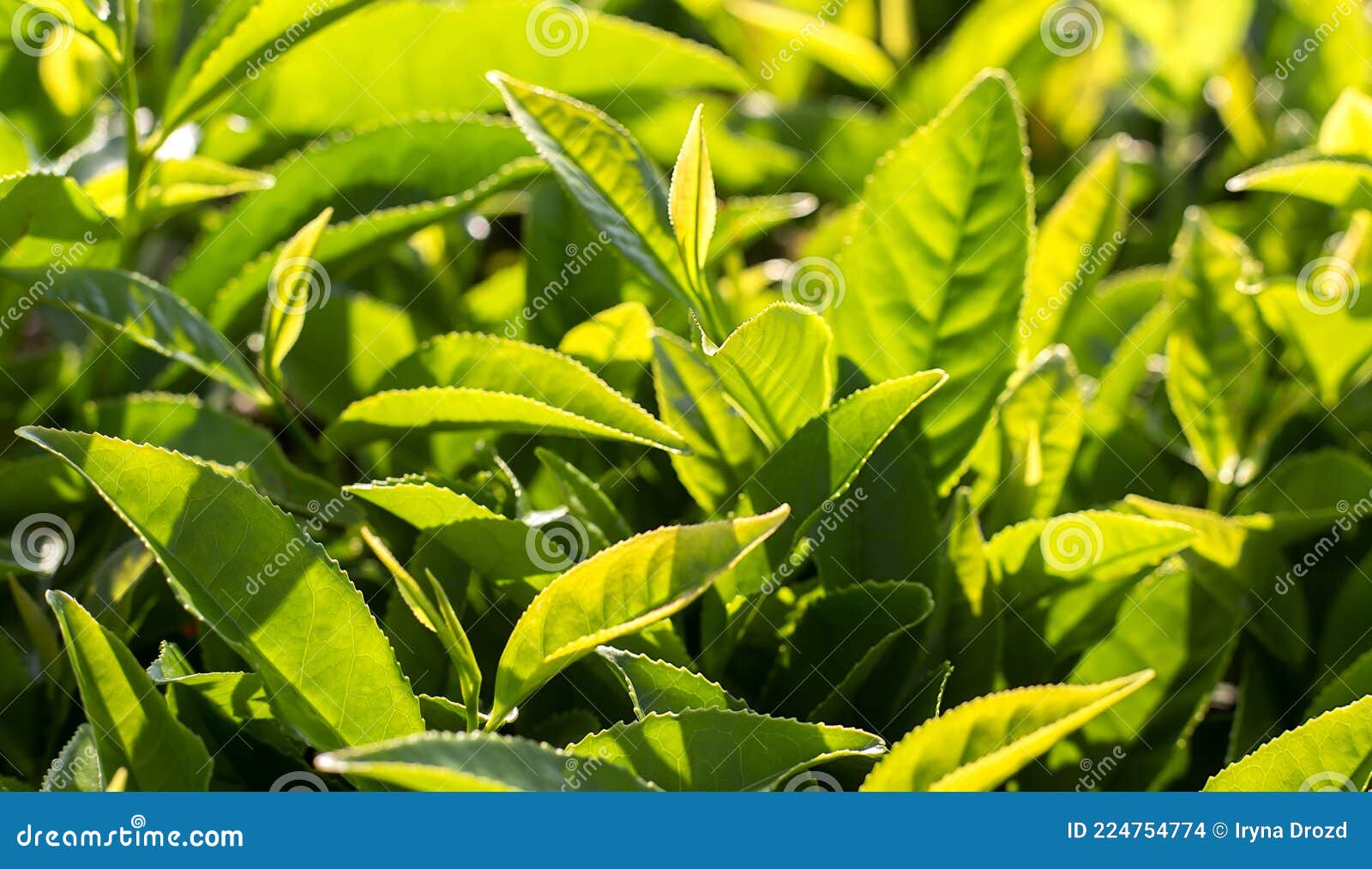 Green Tea Bud and Fresh Leaves. Tea Plantations Stock Photo - Image of ...