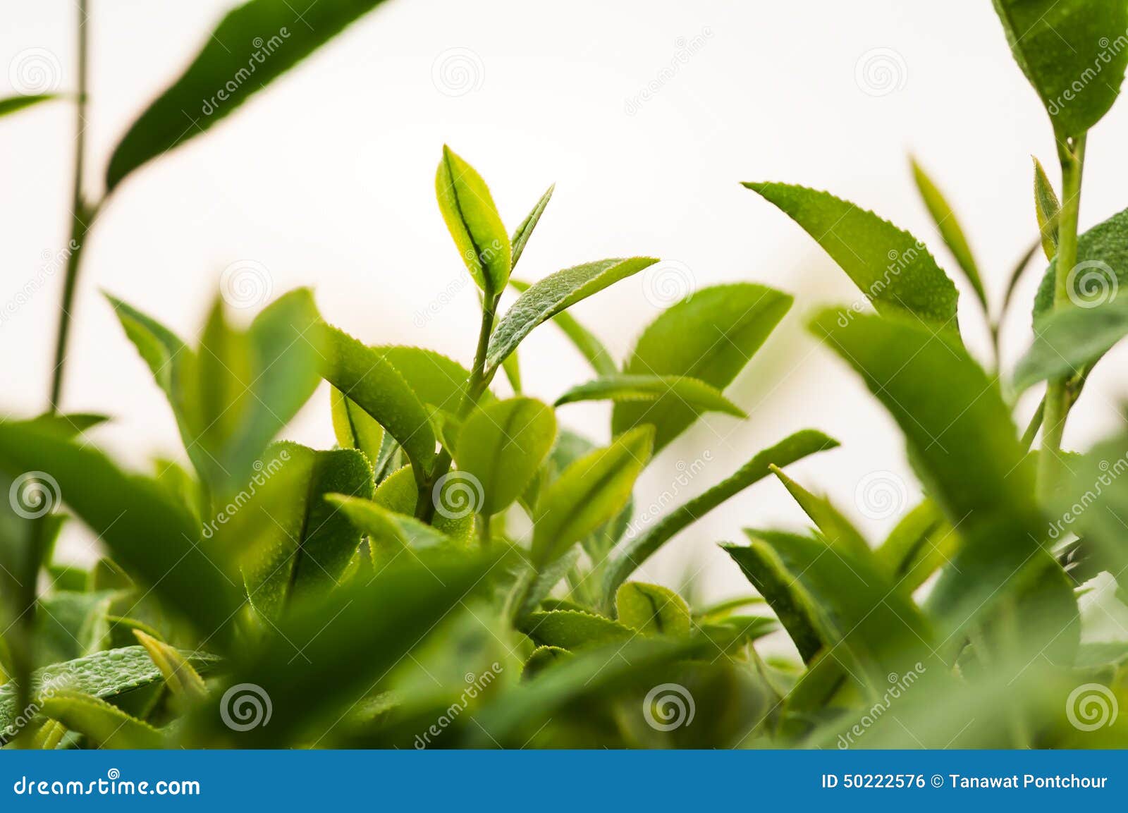 Green tea bud stock photo. Image of field, leaf, nature - 50222576