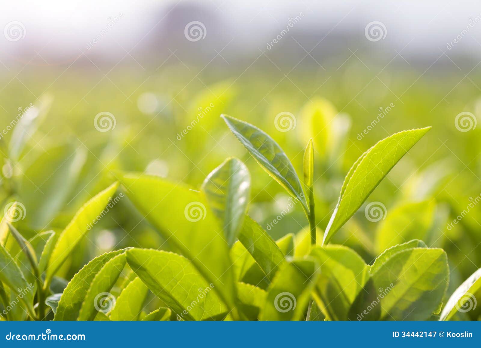 Green tea bud and leaves stock image. Image of plantation - 34442147