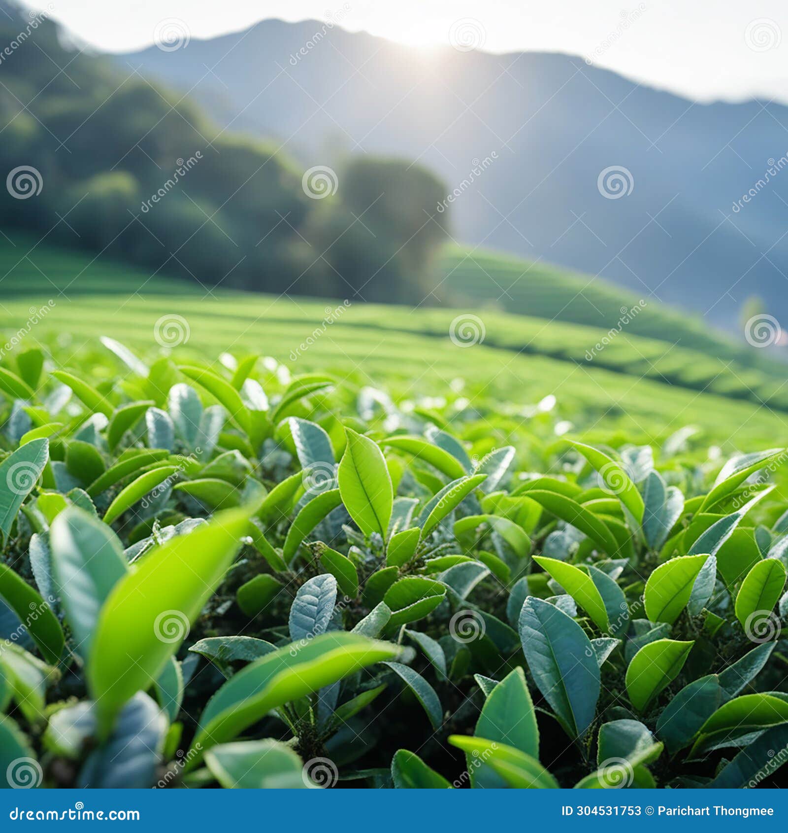 Tea Leaves, Tea Plantations, Sunrise. Sunrise On Tea Plantations ...