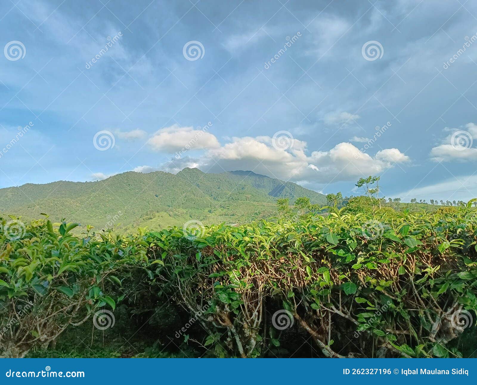 Green Tea and Burangrang Views Stock Photo - Image of grass, hill ...