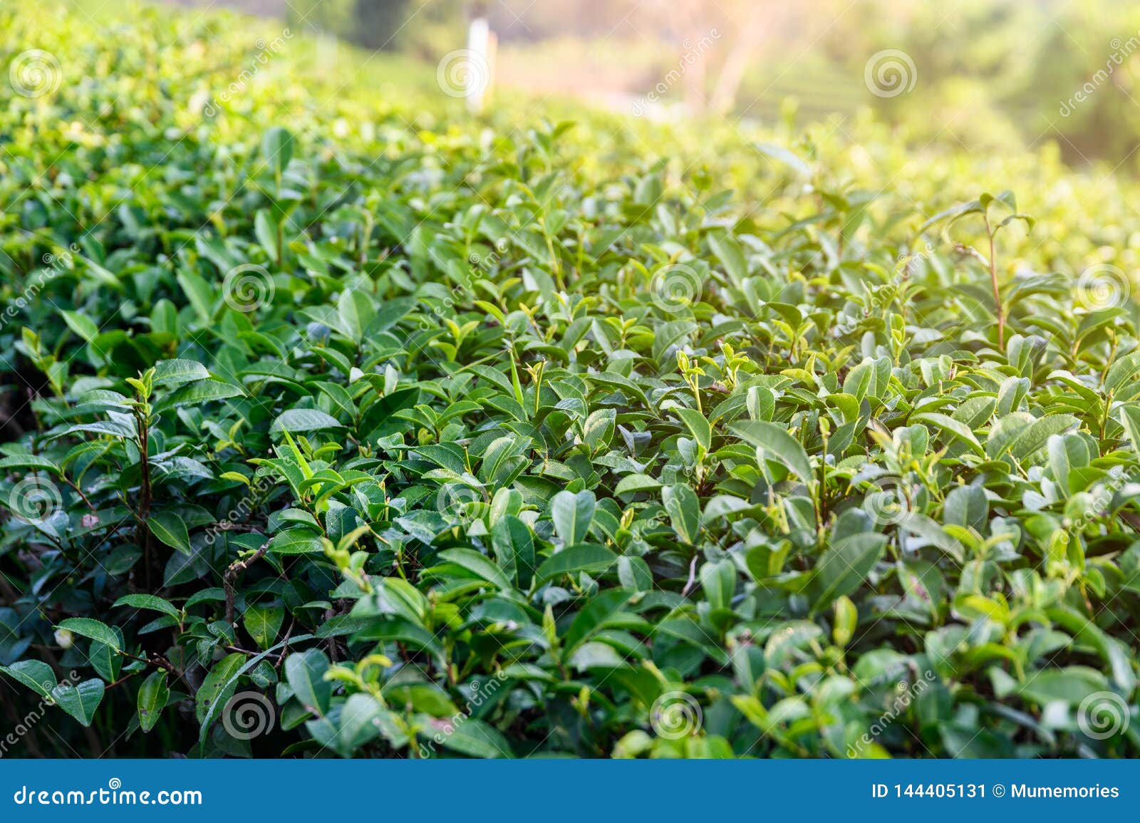 Green Tea Bush Growing in Plantation Stock Image - Image of asia, green ...