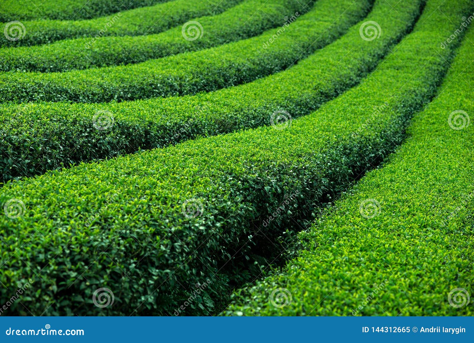Green tea bushes stock image. Image of close, plant - 144312665