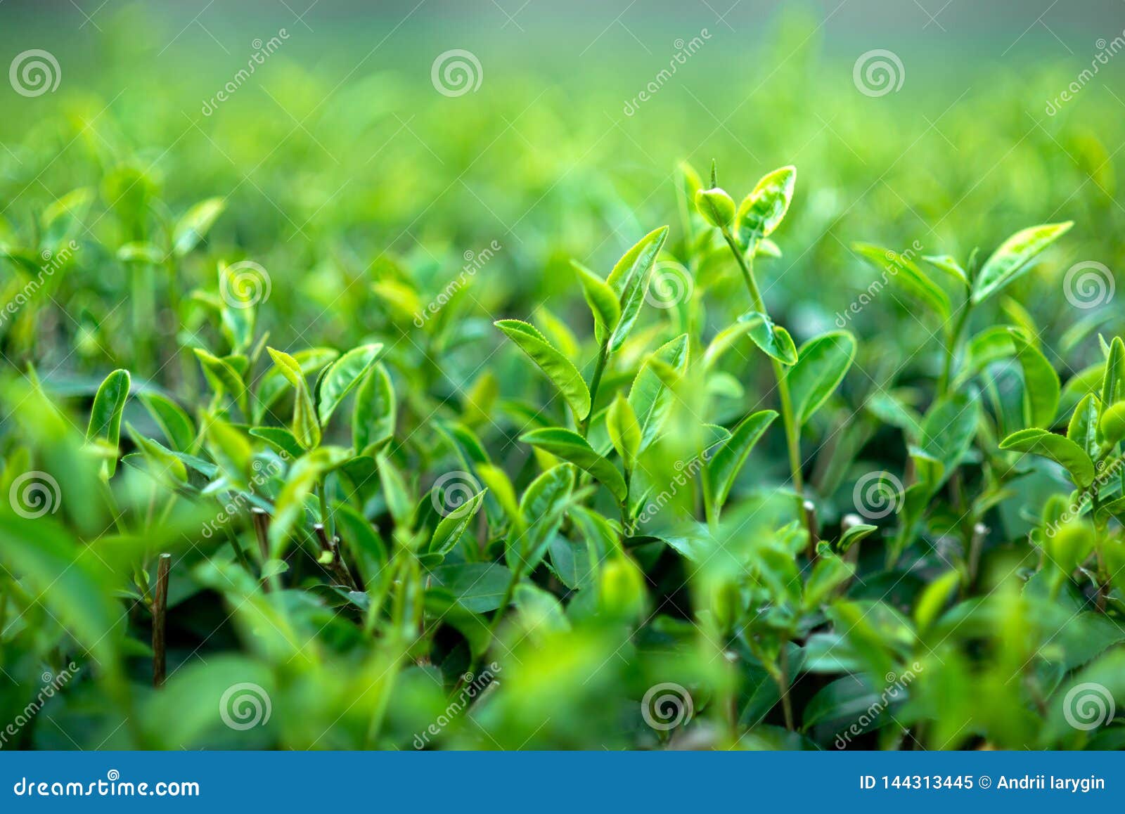 Green tea bushes stock image. Image of nature, agriculture - 144313445