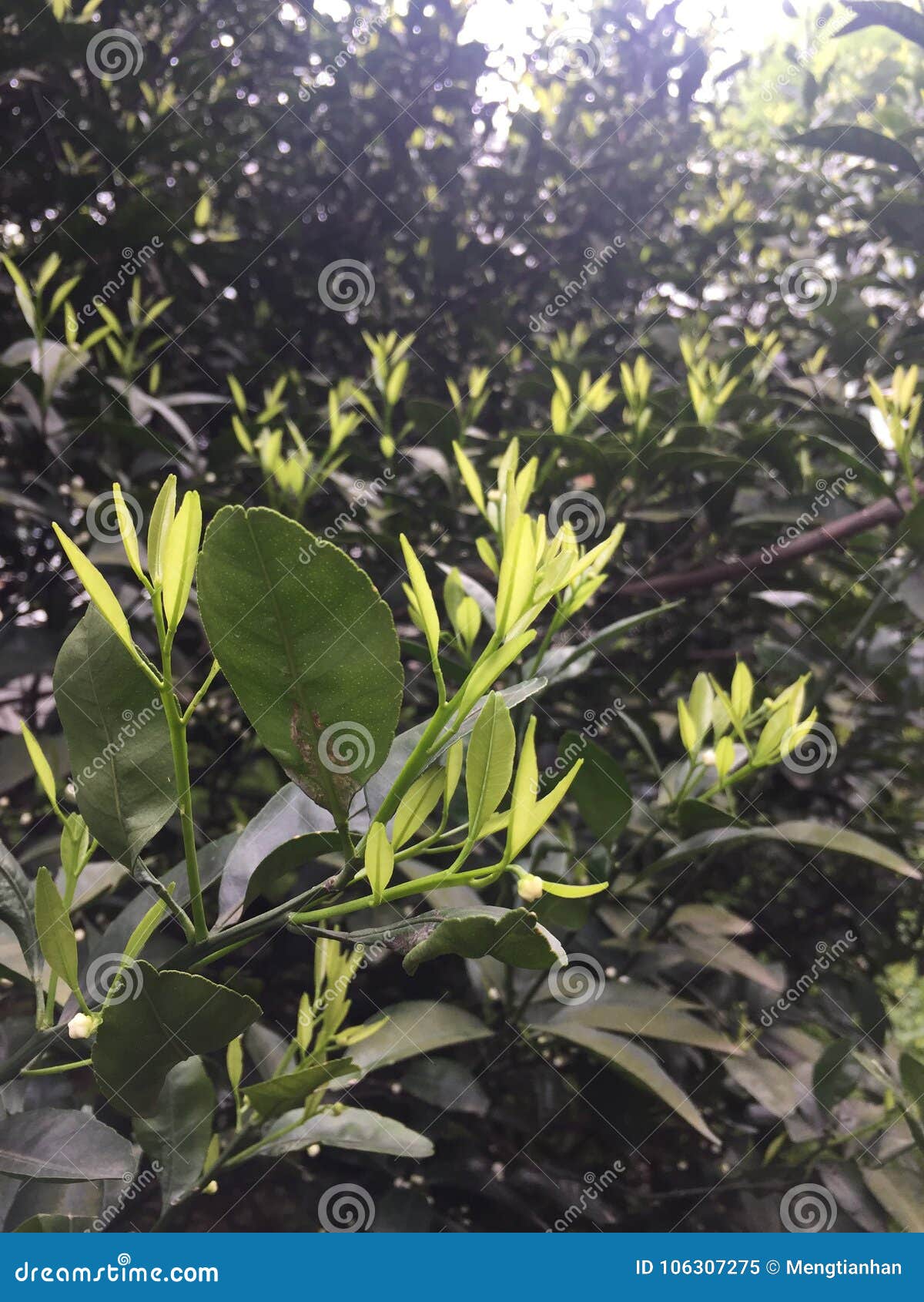 Green tea stock image. Image of crops, value, cash, ornamental - 106307275