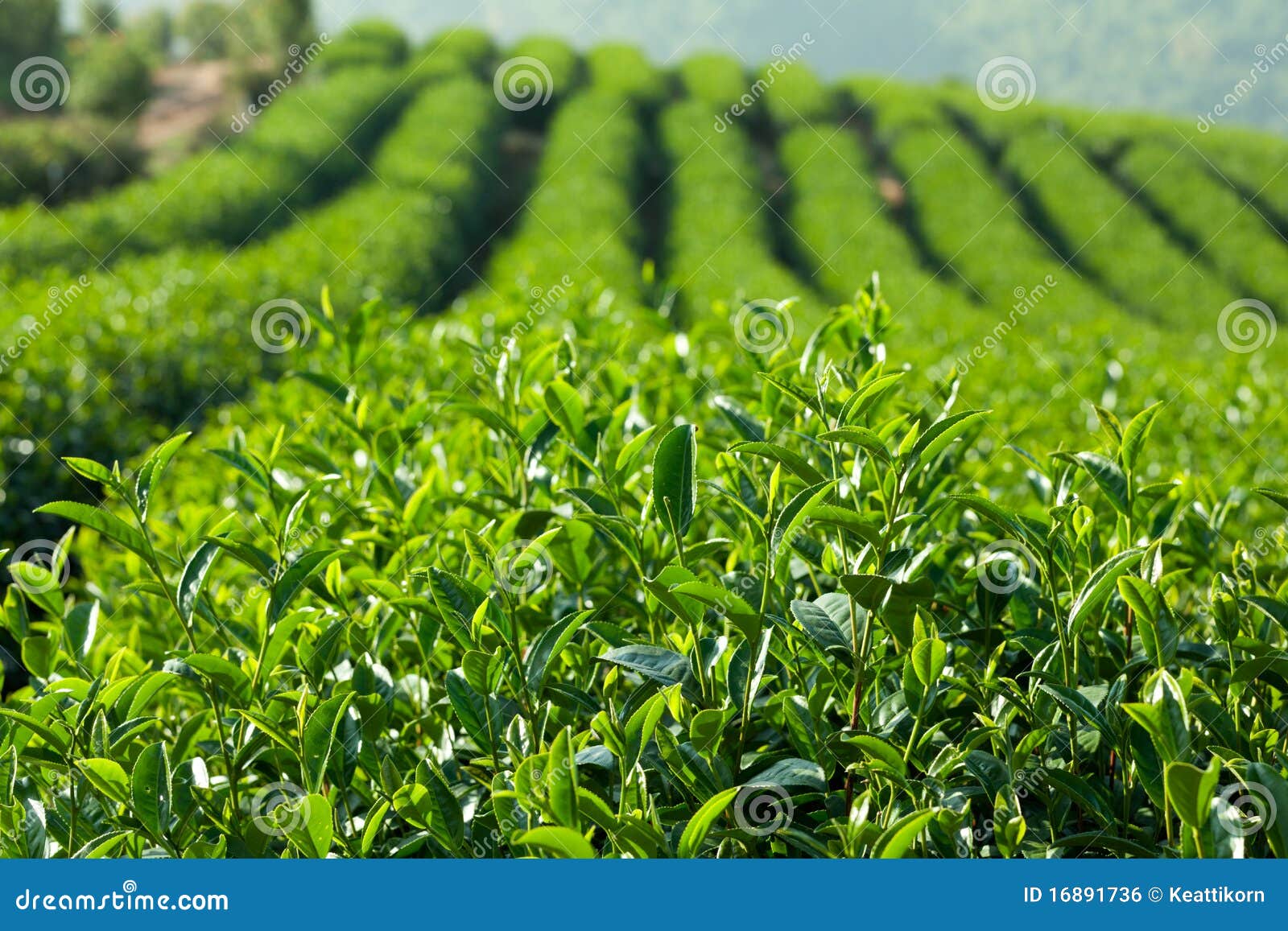 9,188 Tea Farming Photos - Free & Royalty-Free Stock Photos from Dreamstime