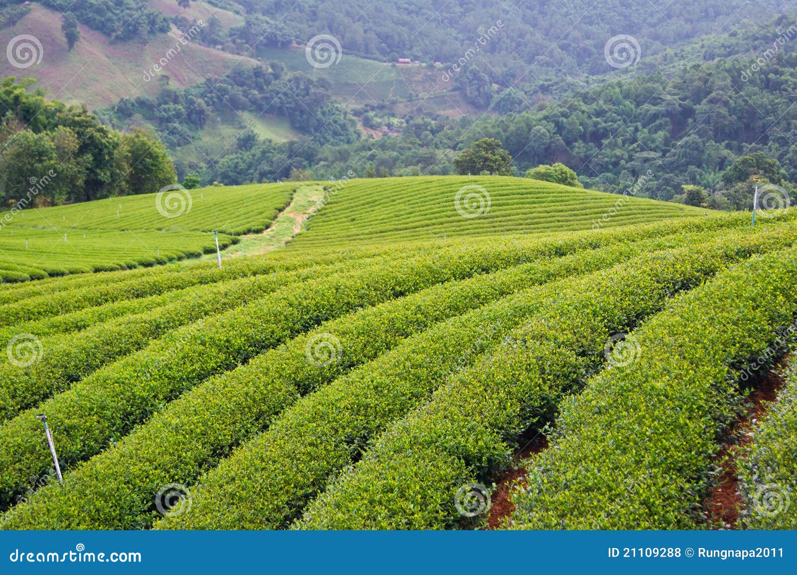 Green tea farm stock photo. Image of countryside, farm - 21109288