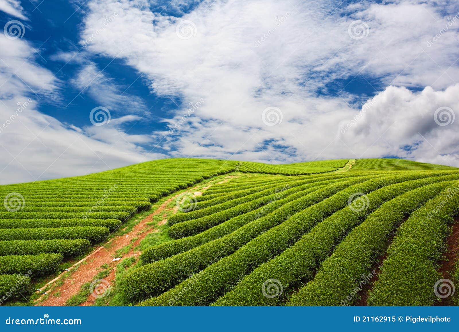 Green tea farm stock image. Image of agriculture, mountain - 21162915