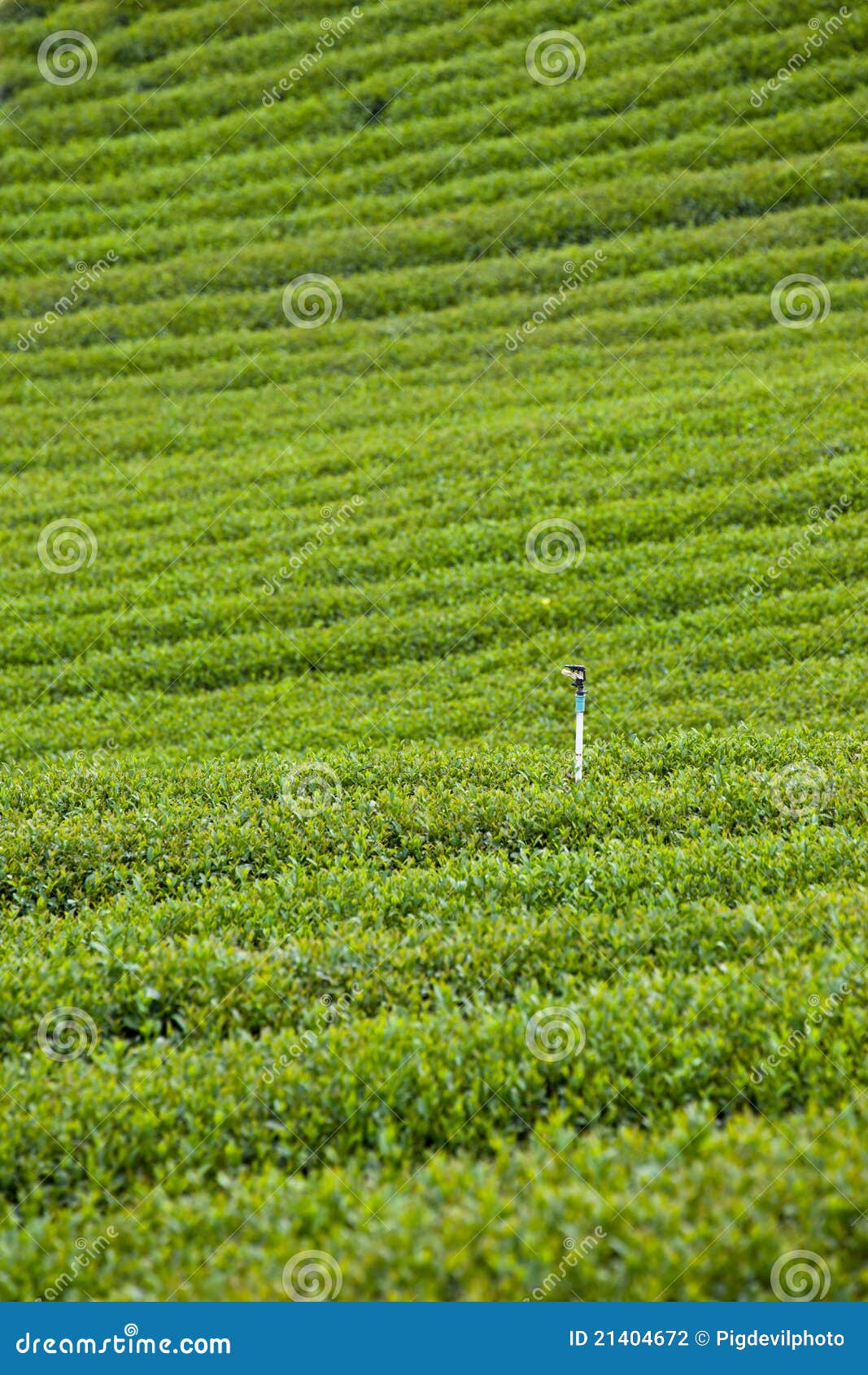 Green tea farm stock photo. Image of flora, asia, growth - 21404672