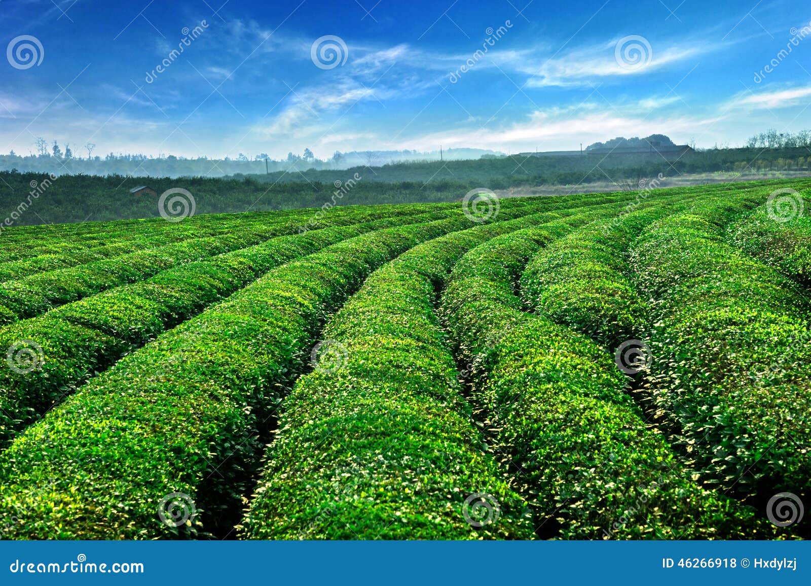 Green tea farm stock photo. Image of green, close, mountain - 46266918