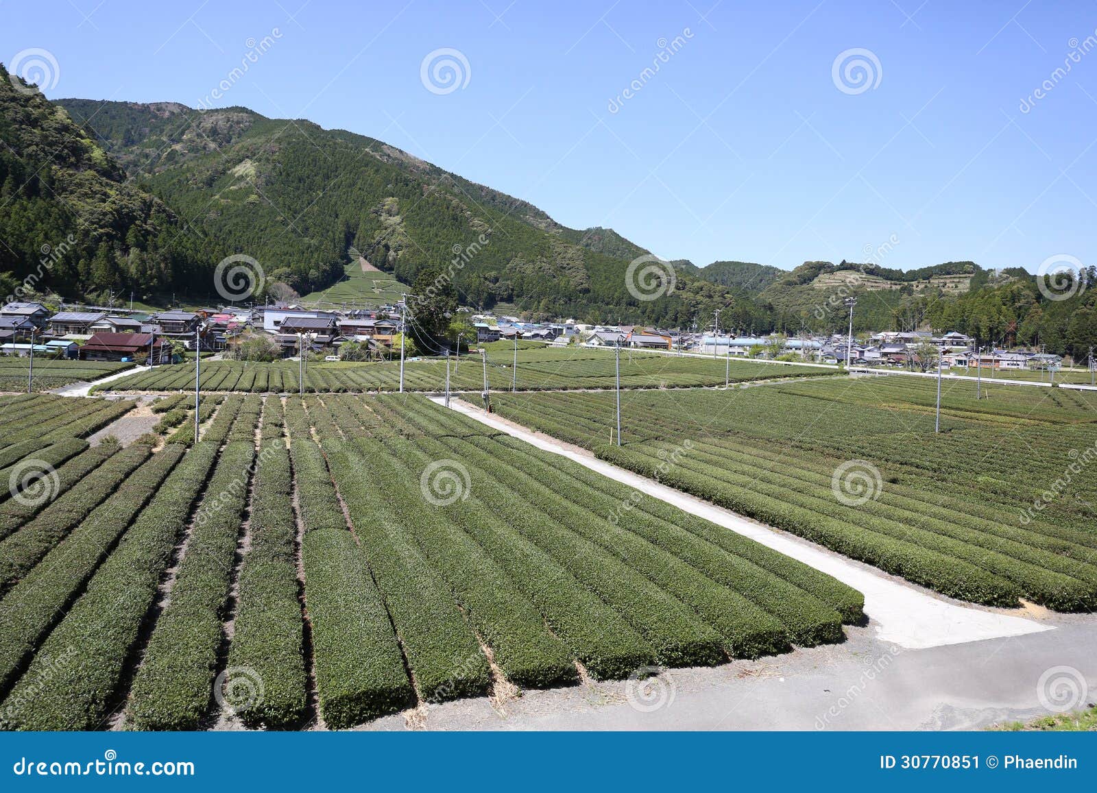Green Tea Farm in Early Spring Stock Image - Image of leaf, landscape ...
